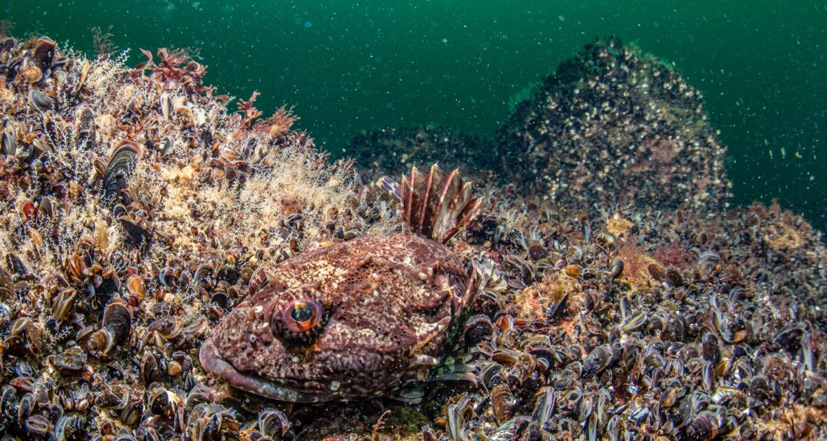 The German BfN has prepared a guide for reef mapping procedures in the ...