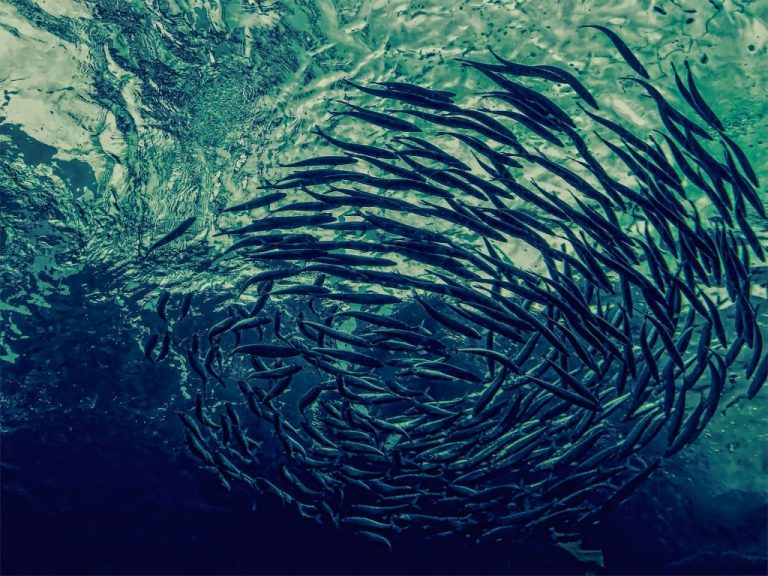 BalticWind.EU - Daily News from 8 Countries | Wind Energy | Baltic Sea ...